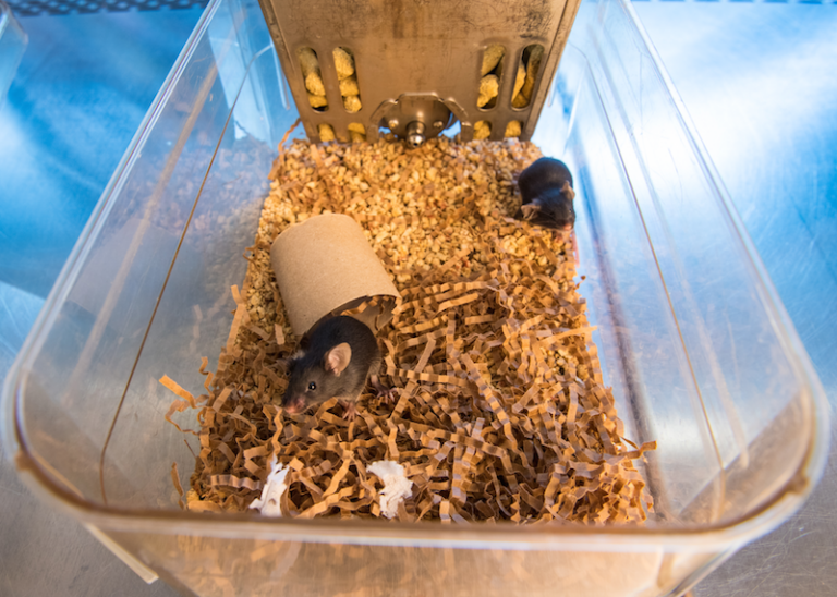 Mouse Study Explores Why the Elderly Are More Susceptible to Viral Lung ...