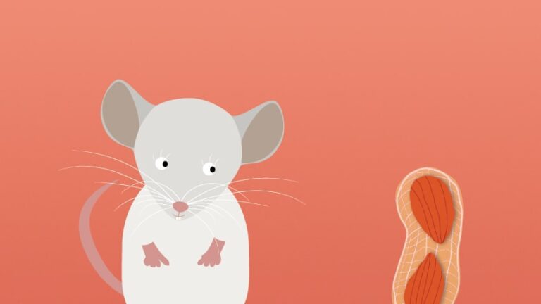 U-M Researchers Have Developed A New Vaccine That Suppresses Peanut ...