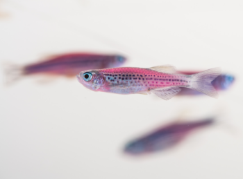 Regenerative Properties of Zebrafish Used for Treating Blinding Eye ...