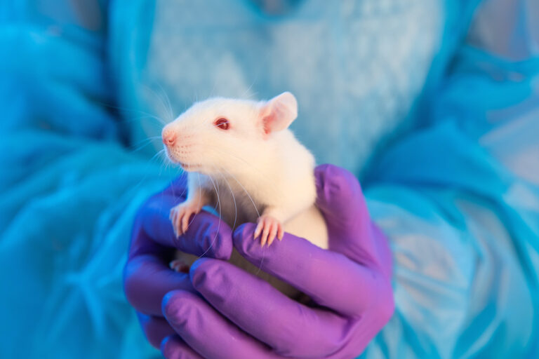 New Rat Study May Provide Important Clues for Outsmarting Obesity ...