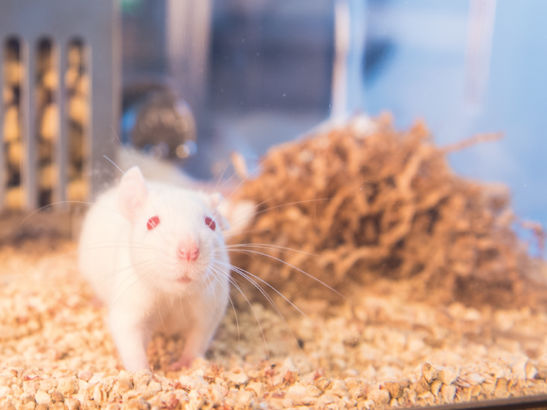 Monitoring Sleeping Rats May Solve Puzzle Behind Long-Term Memory ...