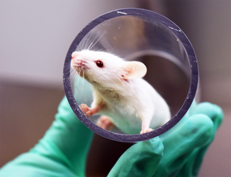 Who Might Benefit from Immunotherapy? Mouse Study Suggests Possible ...