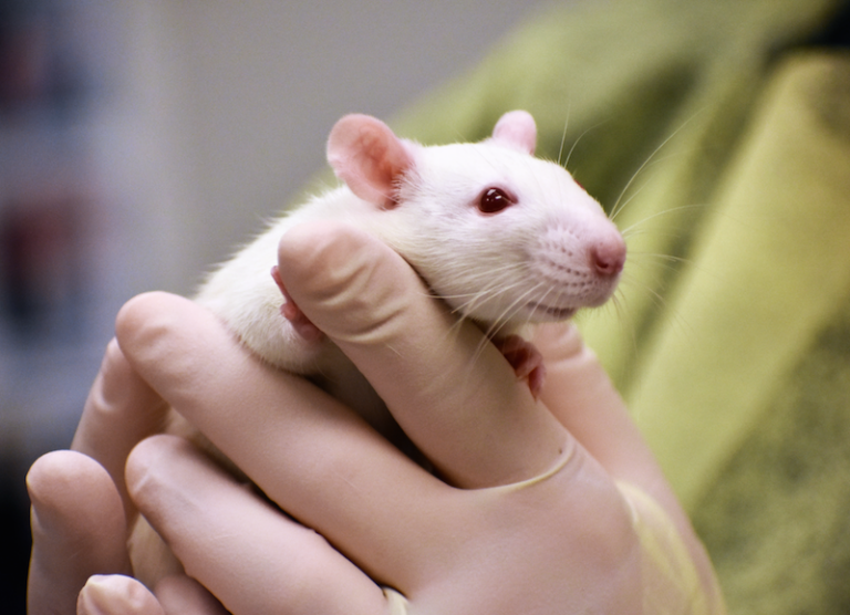 Genetic Markers That Influence Addiction Discovered in Rat Study ...