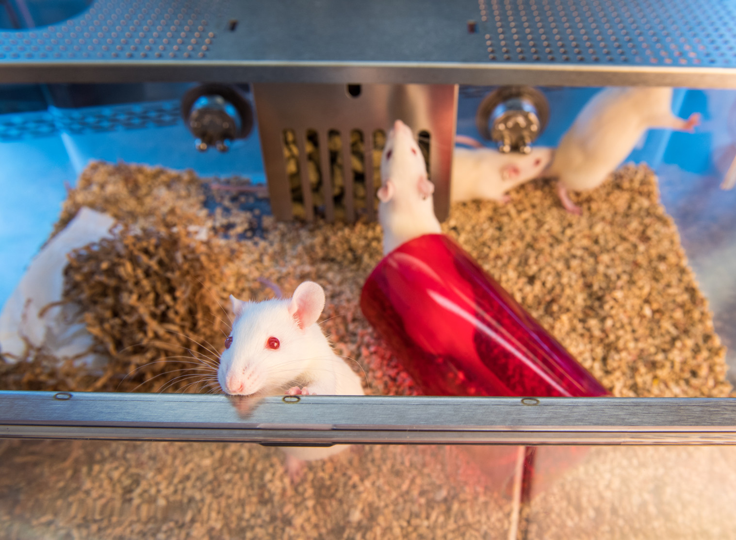 Protocol Approval - Animal Care & Use Program