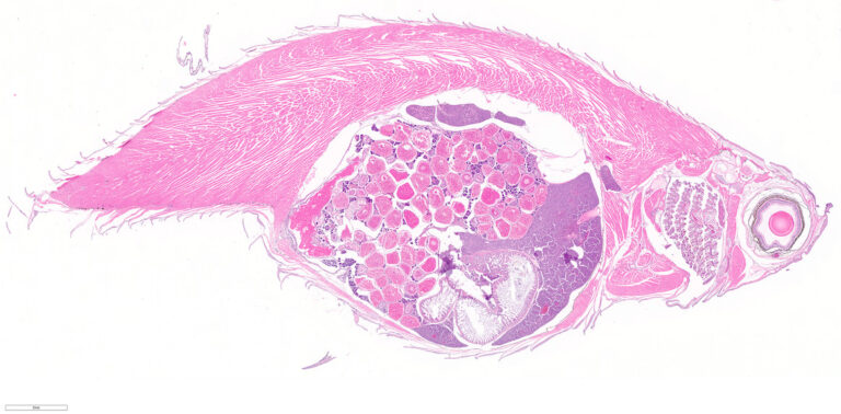 ULAM In-Vivo Animal Core Renamed ULAM Pathology Core - Animal Care ...