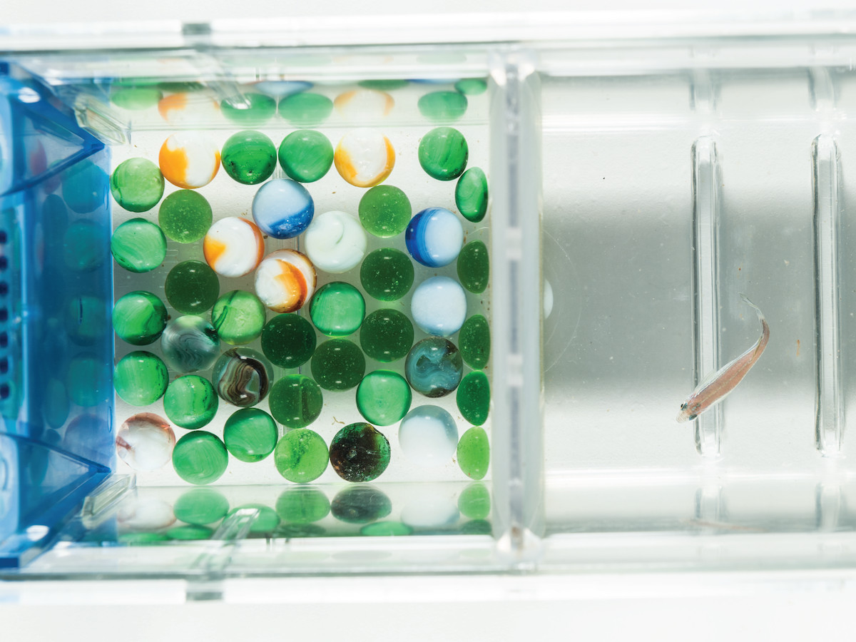 Advance Laboratory Animal Medicine - Animal Care & Use Program