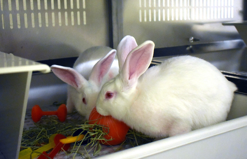 Rabbit Social Housing - Animal Care & Use Program