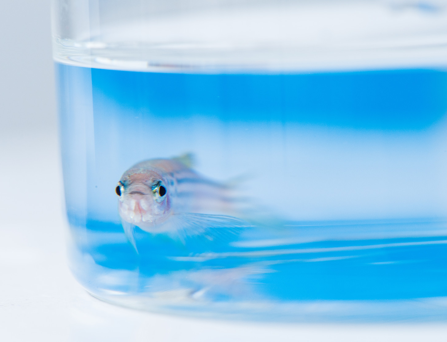 Animal Use - Animal Care & Use Program