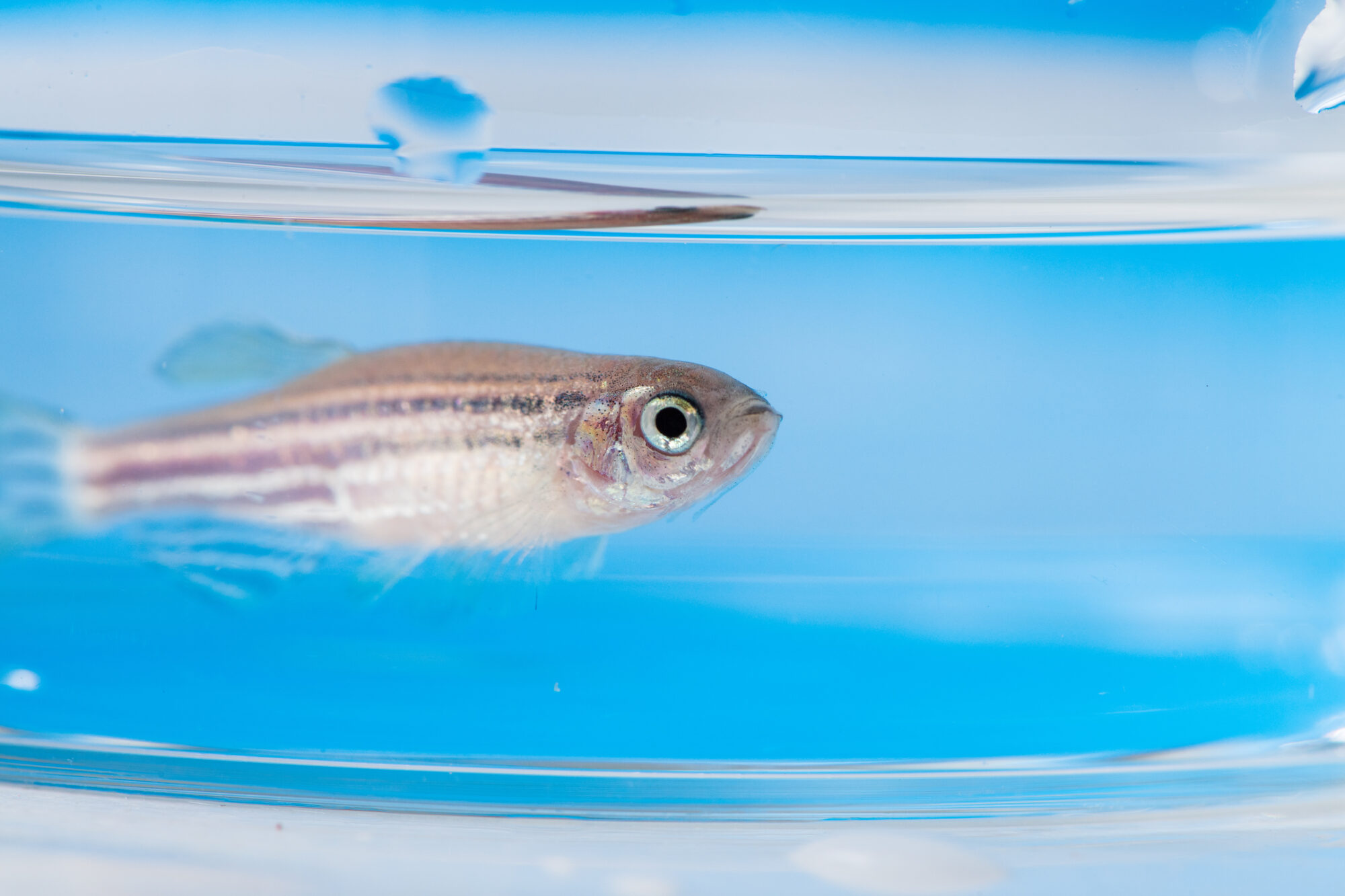 New Zebrafish Breeding Colony Program - Animal Care & Use Program