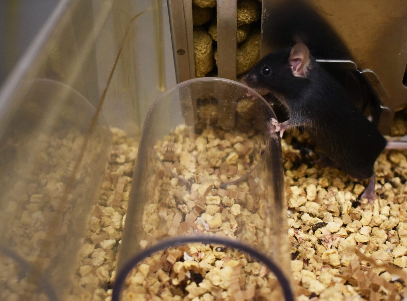 Study Reveals Mechanisms Behind Common Mutation and Prostate Cancer ...